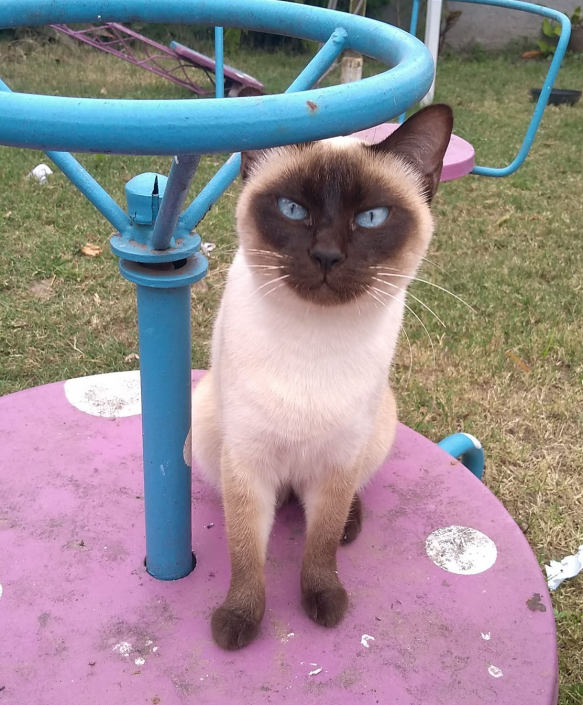 Puchina | RegiónNet